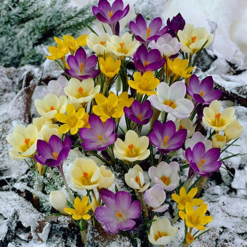 Seeds and Fertilizers Sales - We'll track the Snow Crocus Mix cheap ...